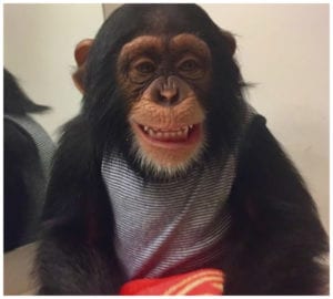 Baby chimpanzee goes bananas when he reunites with foster parents