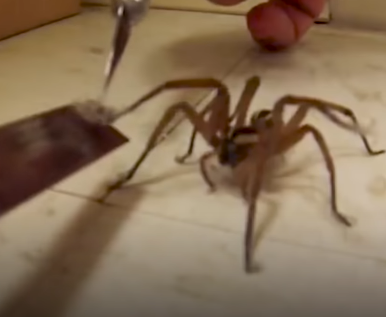 Kind man helps wolf-spider untangle his legs
