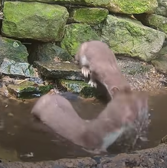 Rescued baby stoat meets someone like her for 1st time and has best ...