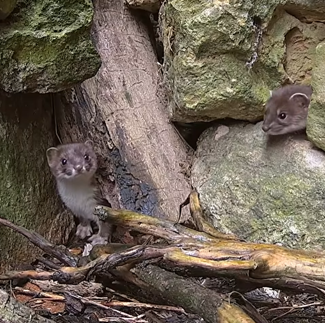 Rescued baby stoat meets someone like her for 1st time and has best ...