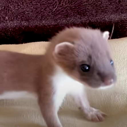 Rescued baby stoat meets someone like her for 1st time and has best ...