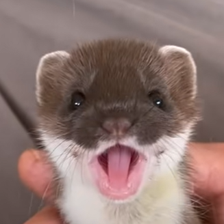 Rescued baby stoat meets someone like her for 1st time and has best ...