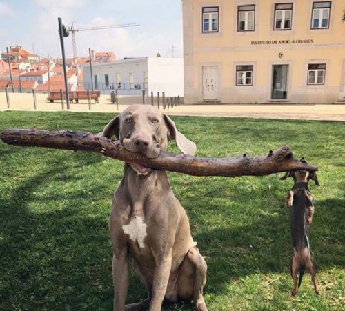 35+ Animals Who Make Us Laugh With Their Teamwork