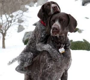 35+ Animals Who Make Us Laugh With Their Teamwork