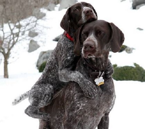 35+ Animals Who Make Us Laugh With Their Teamwork