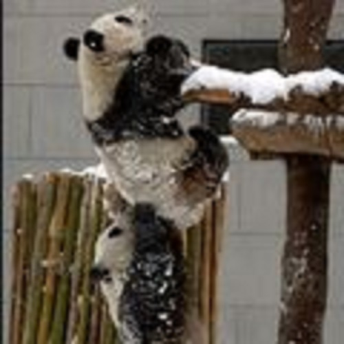 35+ Animals Who Make Us Laugh With Their Teamwork