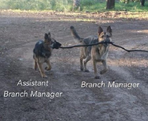 35+ Animals Who Make Us Laugh With Their Teamwork