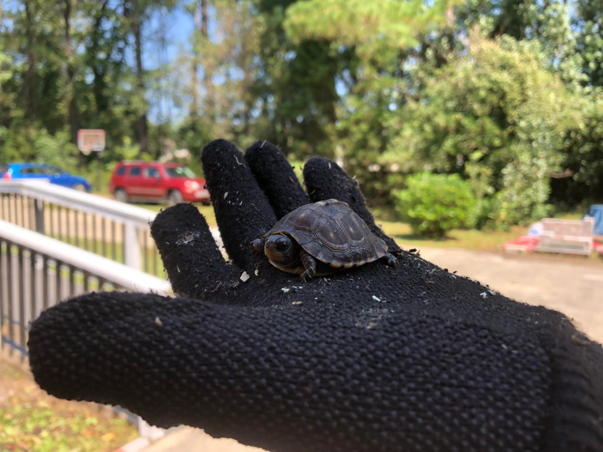 60 Animals That Are so Cute Because They Are so Absurdly Tiny