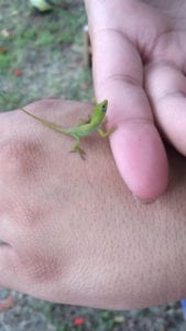 60 Animals That Are so Cute Because They Are so Absurdly Tiny