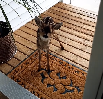 Baby Deer Makes The Cutest Sounds At Man’s Door