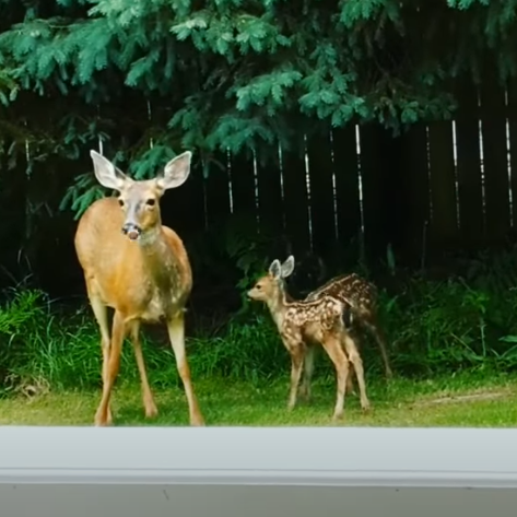 Little fawn shows up at man’s door and makes cutest sounds