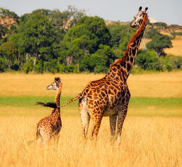 Mom Helps Newborn Giraffe Stand For The First Time