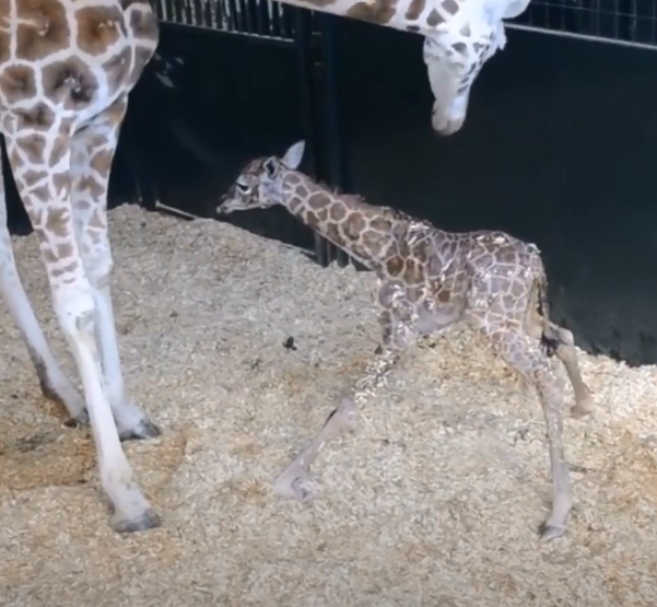 Mom Helps Newborn Giraffe Stand For The First Time