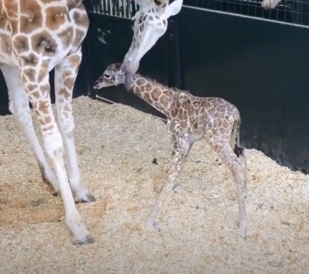Mom Helps Newborn Giraffe Stand For The First Time