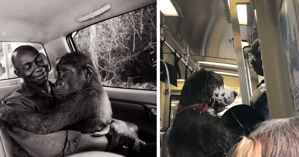 40 times that animals acted just like humans