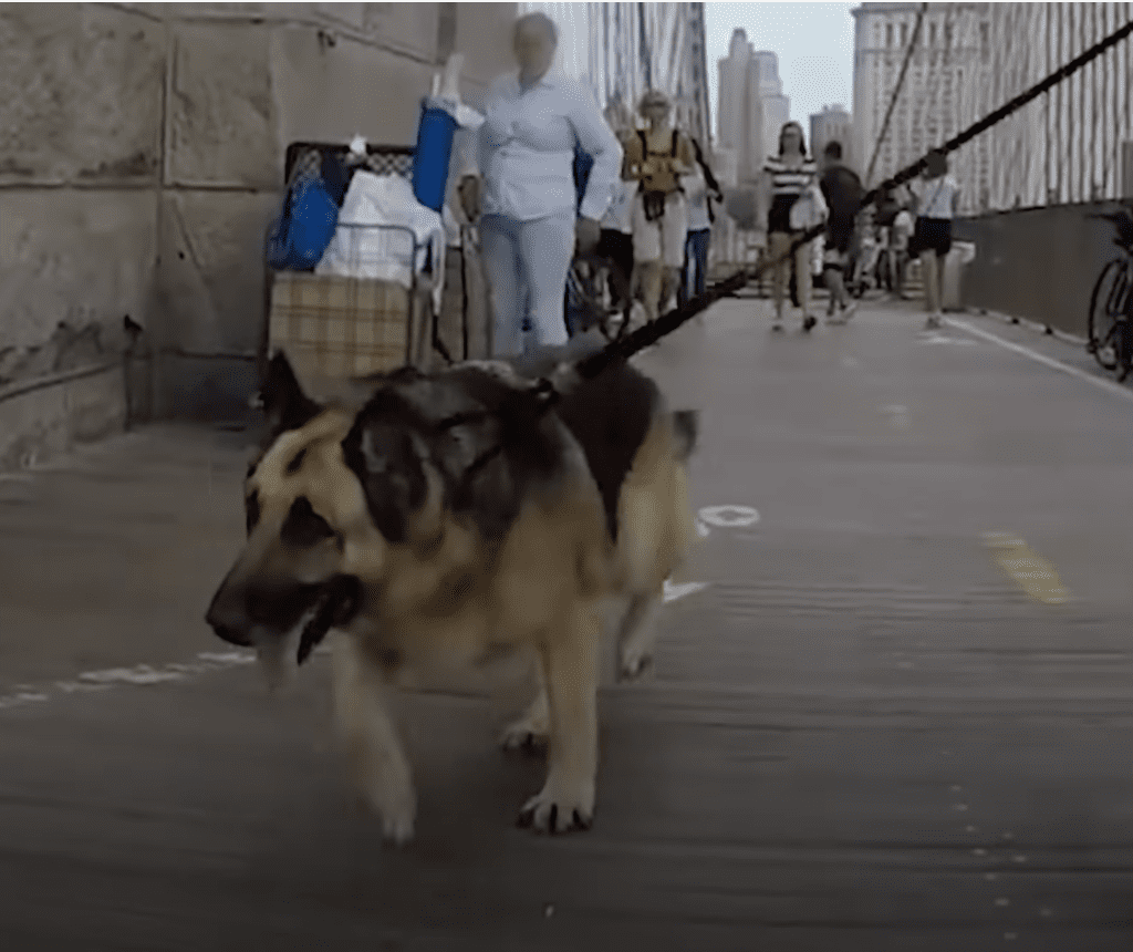 Determined 150-pound German Shepherd loses 50 pounds with help of new owner