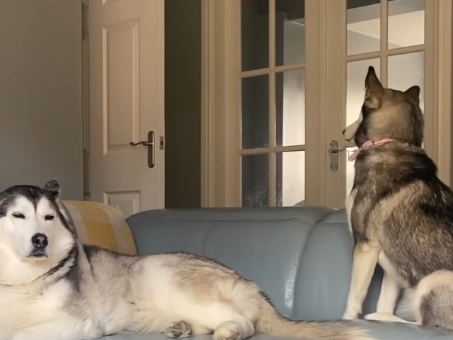 Man pranks his huskies with hilarious alien invasion