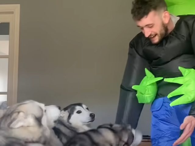Man pranks his huskies with hilarious alien invasion