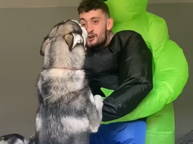 Man pranks his huskies with hilarious alien invasion