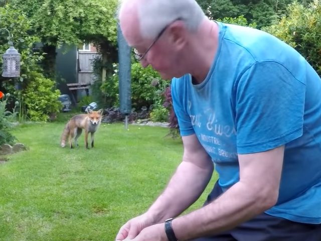 Man sees fox in his garden, tries to gain her trust by putting out food