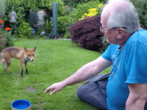 Man sees fox in his garden, tries to gain her trust by putting out food