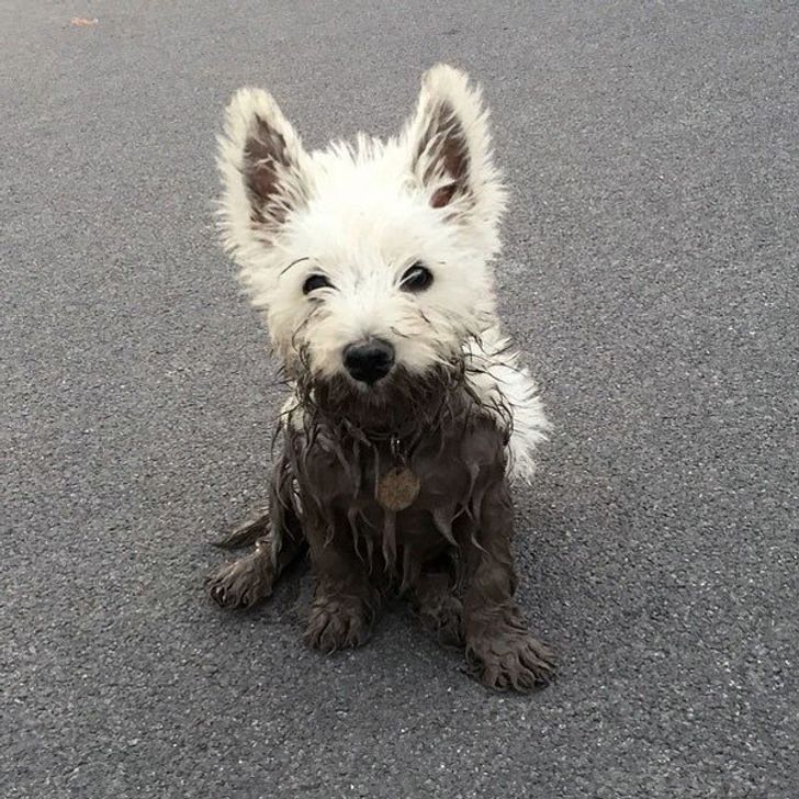 50 photos of terriers that show how much personality these little dogs have