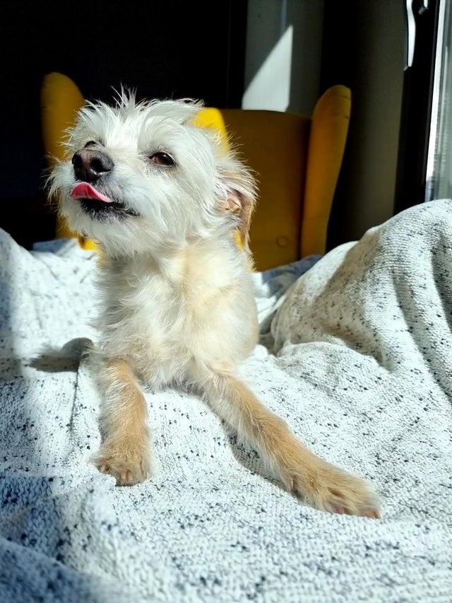 50 photos of terriers that show how much personality these little dogs have