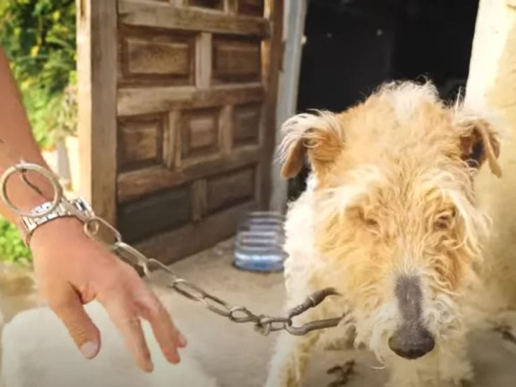 Dog who spent whole life chained to wall cries when she’s finally freed