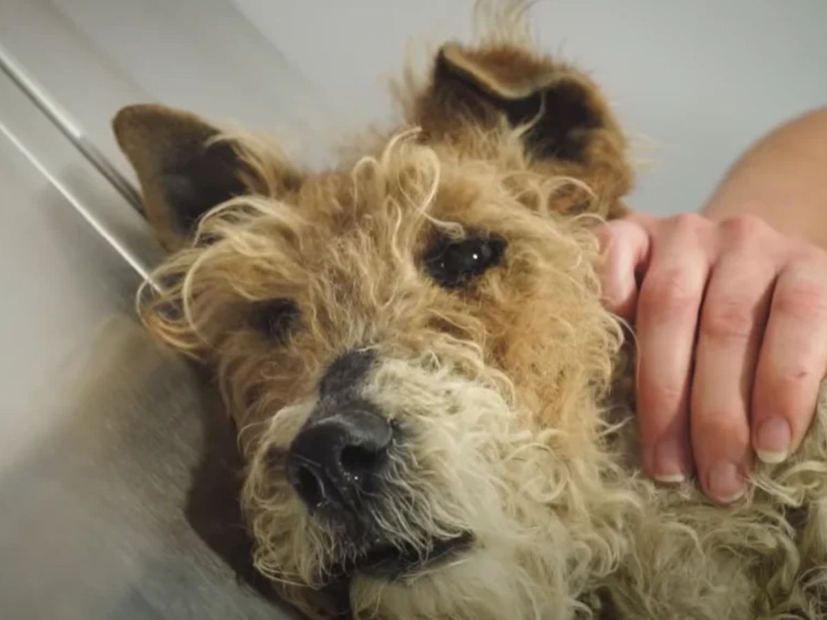 Dog who spent whole life chained to wall cries when she’s finally freed