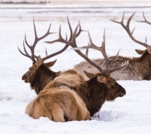 Wild elk and Great Pyrenees puppy cross paths and share an adorable kiss