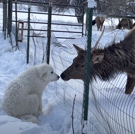 Wild elk and Great Pyrenees puppy cross paths and share an adorable kiss