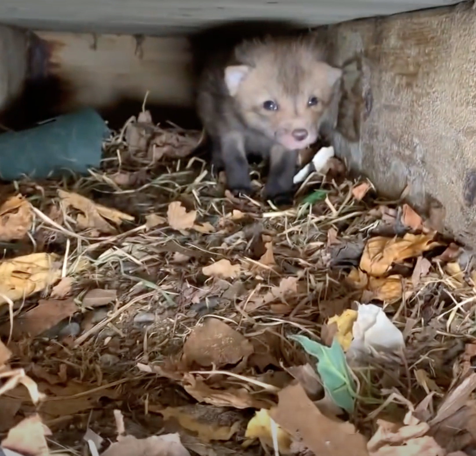 Man removes 7 baby foxes hidden underneath stairs then leaves them out ...