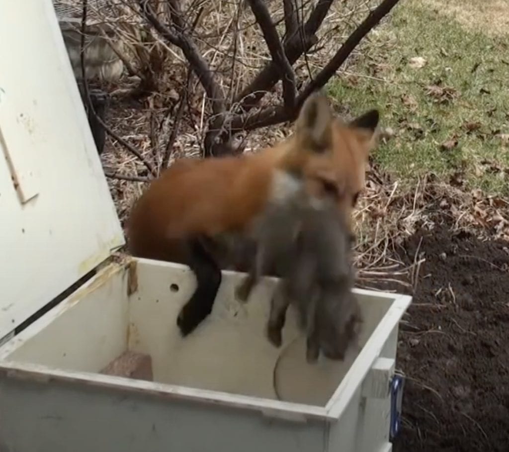 Man removes 7 baby foxes hidden underneath stairs then leaves them out ...