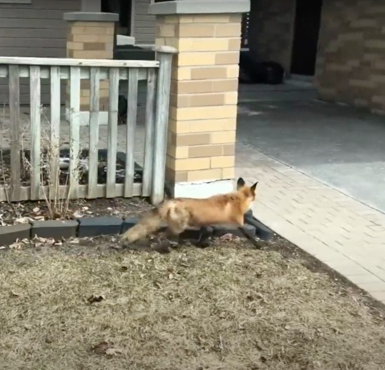 Man removes 7 baby foxes hidden underneath stairs then leaves them out ...