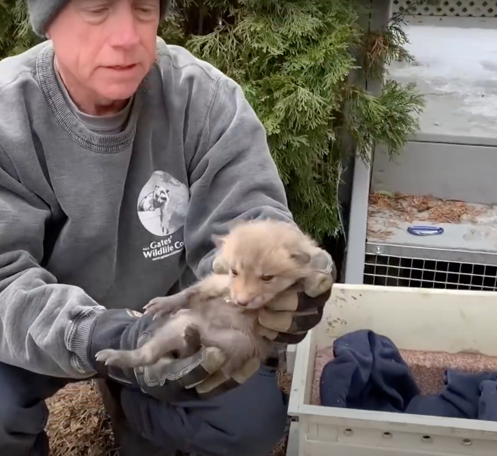 Man removes 7 baby foxes hidden underneath stairs then leaves them out ...