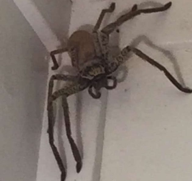 Woman shares house with massive spider for over a year and loves it