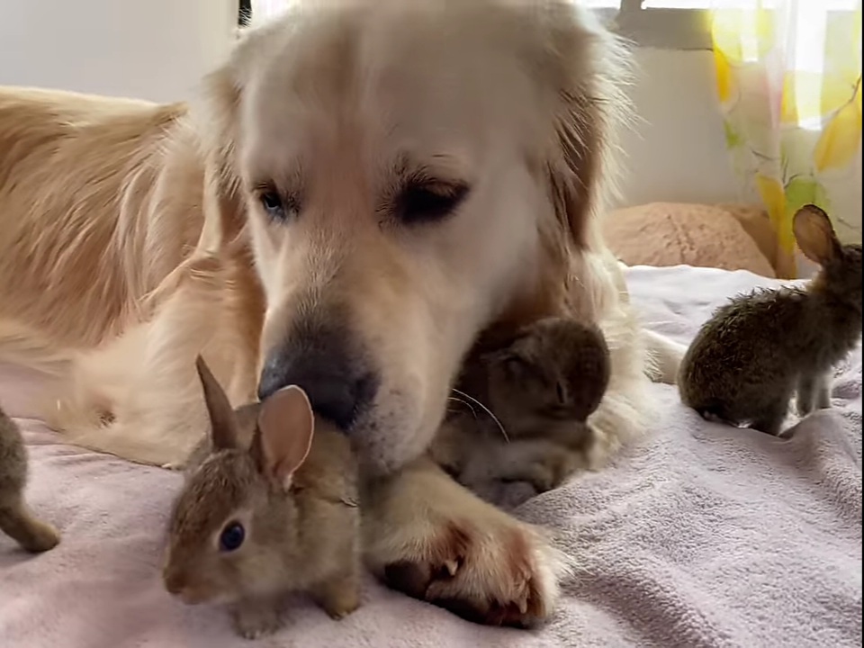 Golden Retriever Earns 9m Views When She Becomes Mom To Orphaned Baby