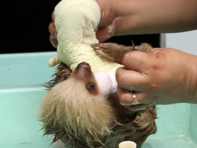Rescued baby sloths have an adorable, squeaky conversation