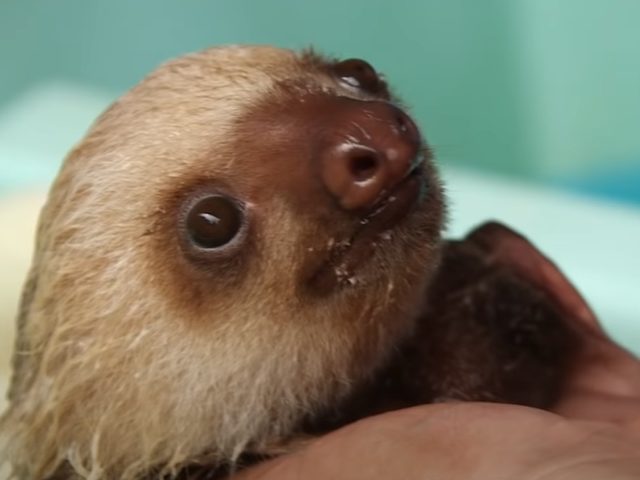 Rescued baby sloths have an adorable, squeaky conversation