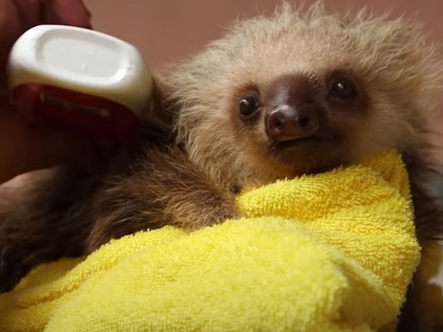 Rescued baby sloths have an adorable, squeaky conversation