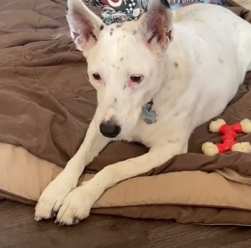 Deaf dog that’s never heard a bark makes up her own way of speaking ...