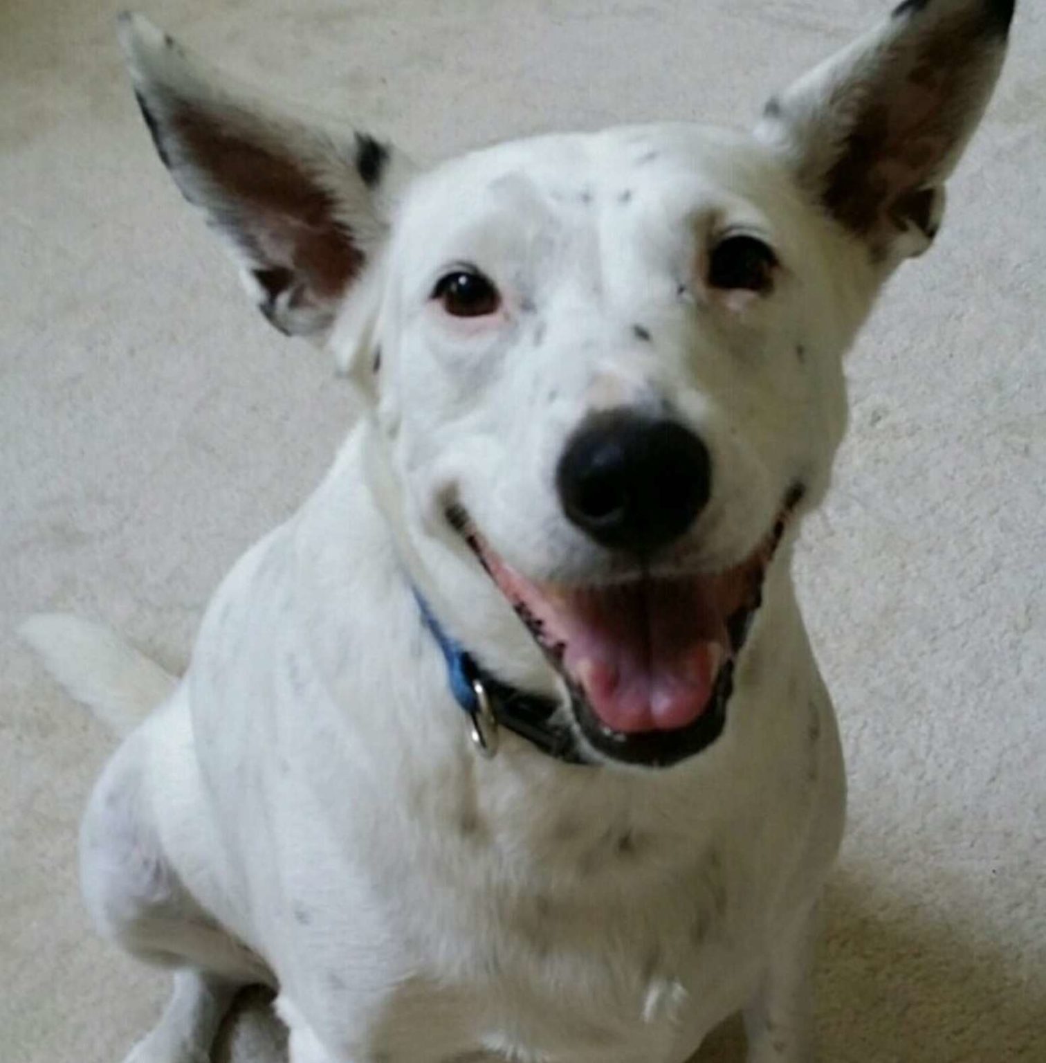 Deaf dog that’s never heard a bark makes up her own way of speaking ...
