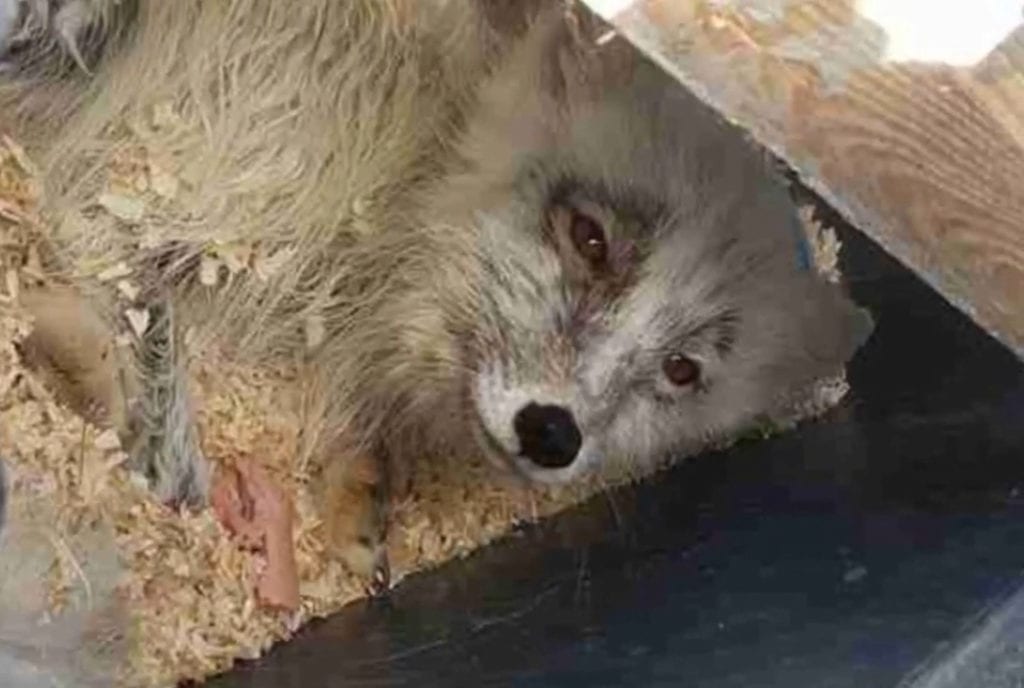 Arctic Sailers Spot a Creature Stranded on a Teetering Iceberg