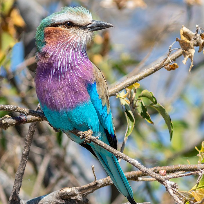 These gorgeous birds are the living embodiment of spring colors