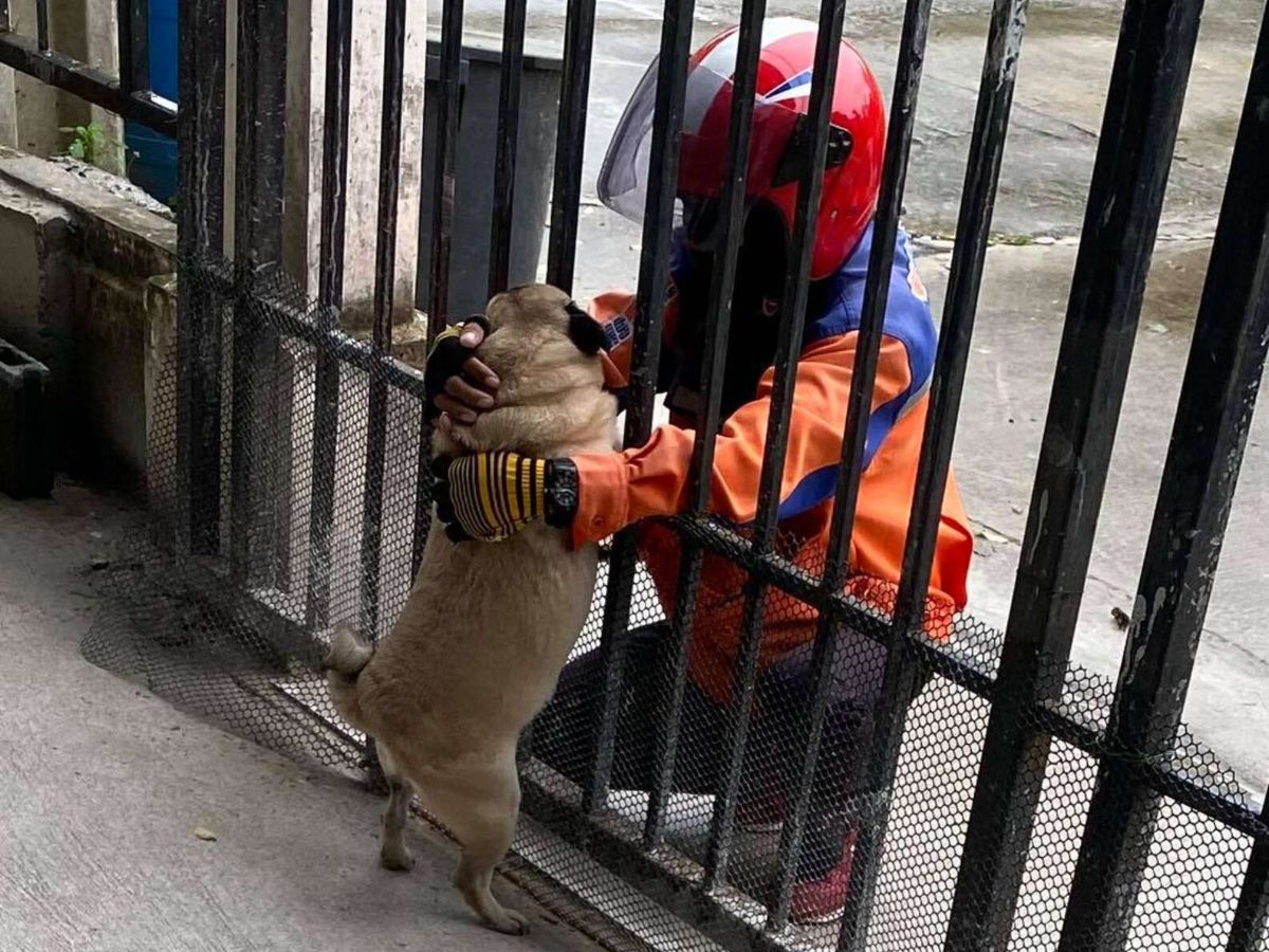 Dog mom orders extra just so pug can love on favorite deliveryman