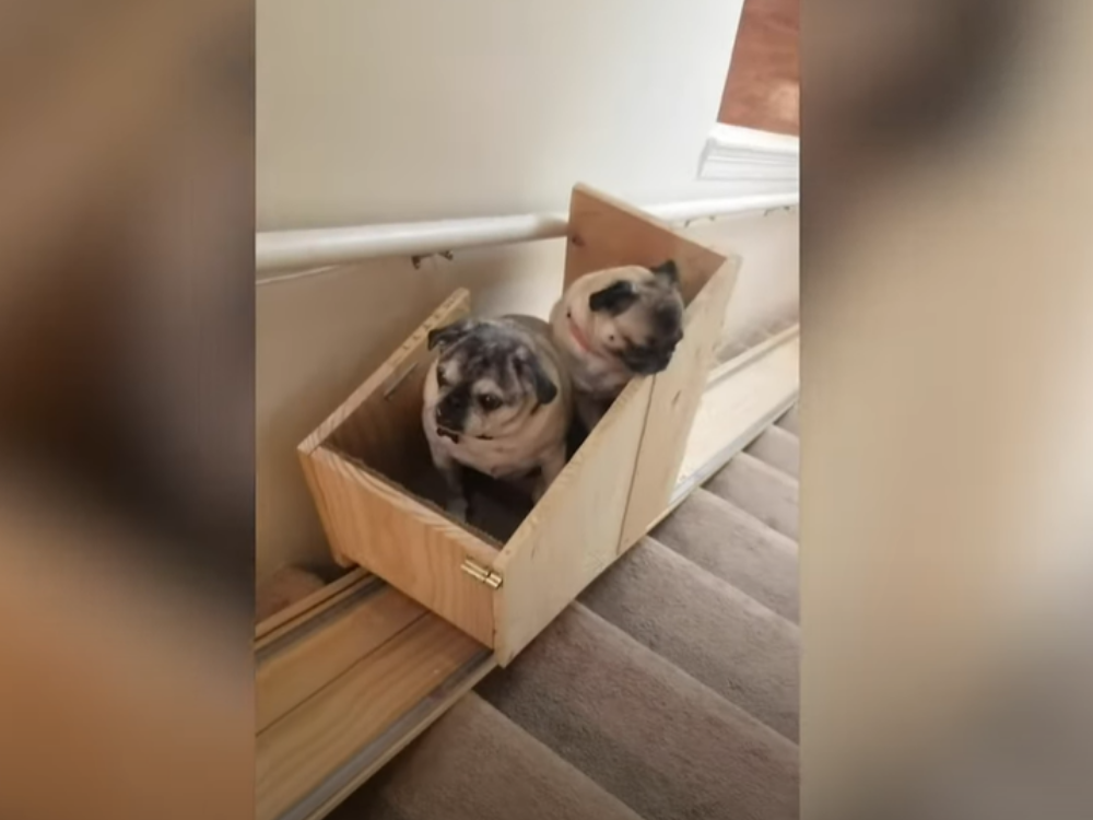Couple builds custom stairlift for three elderly dogs that can't climb ...
