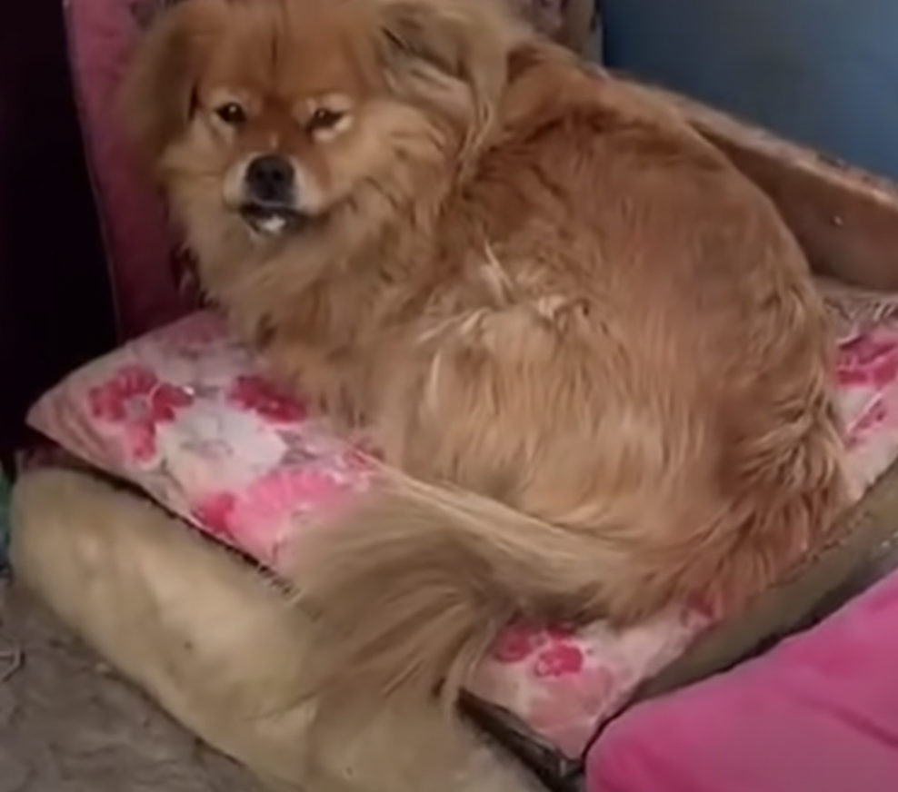 Loyal Dog Waits For Owner Five Years After He Passes