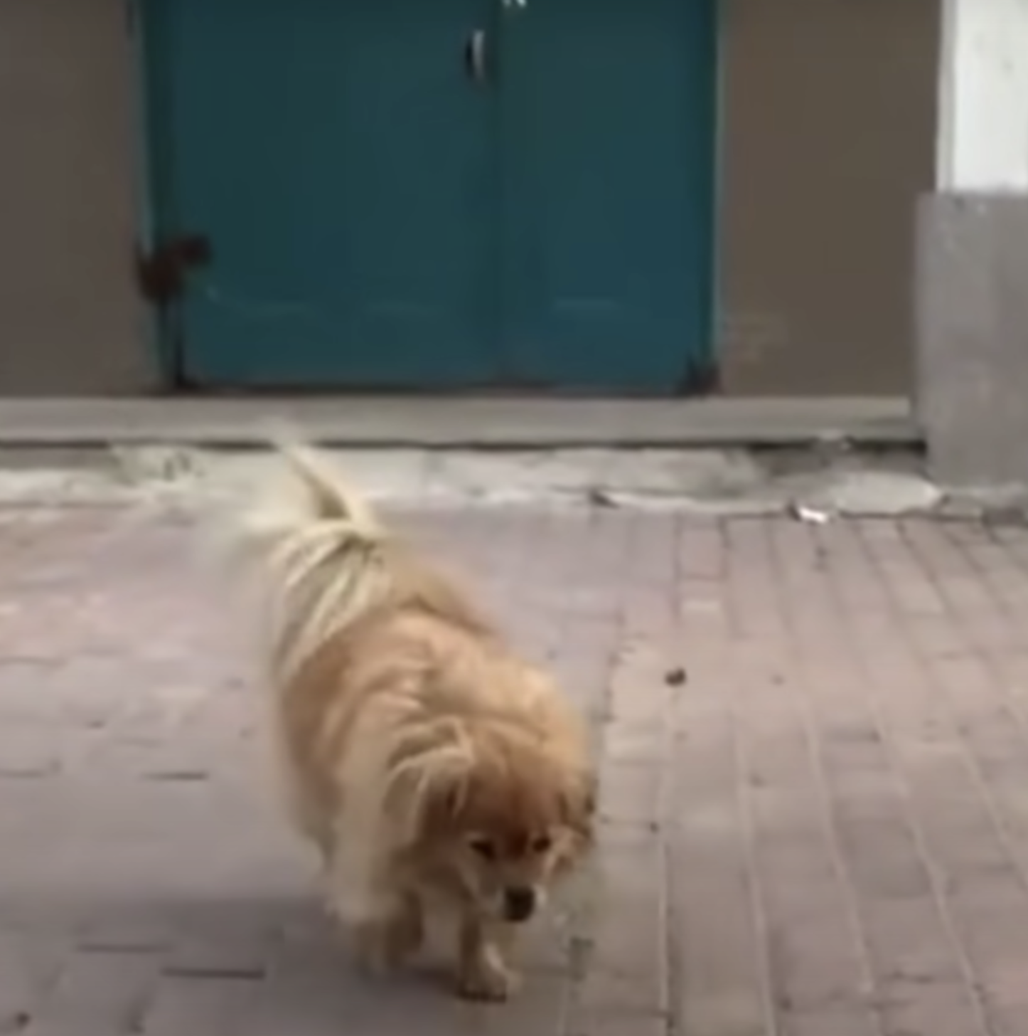 Loyal Dog Waits For Owner Five Years After He Passes