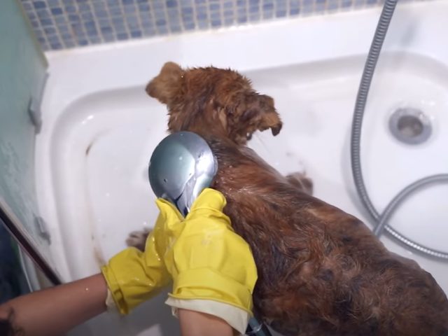 Abandoned puppy left all alone in the world follows couple home