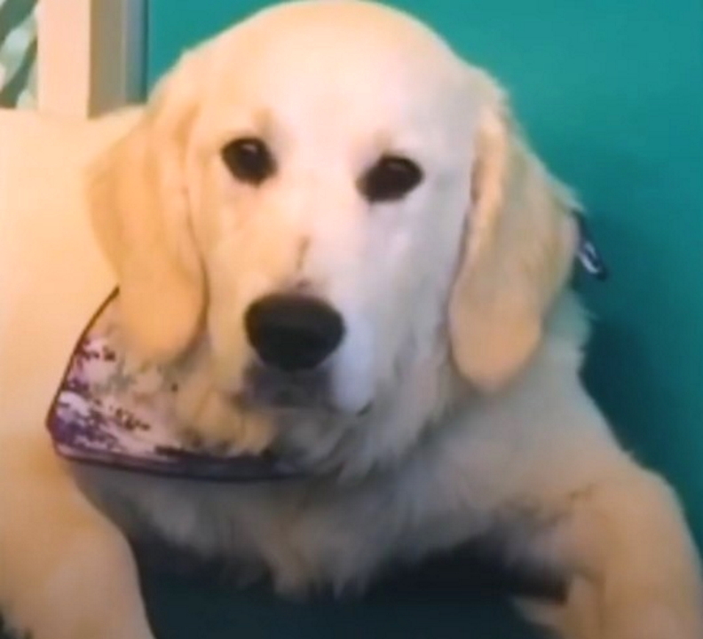 Service dog is extremely awkward around other dogs until he meets a ...